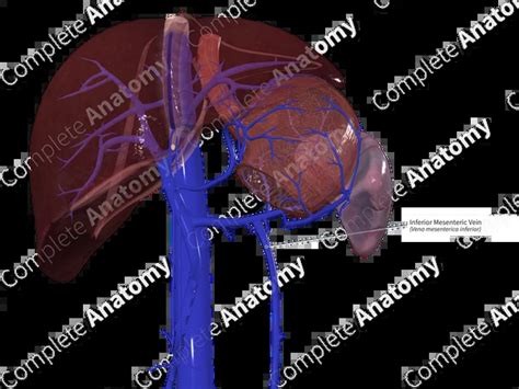 Inferior Mesenteric Vein Complete Anatomy