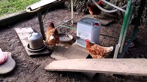 Abreuvoir Poule Fait Maison Ventana Blog