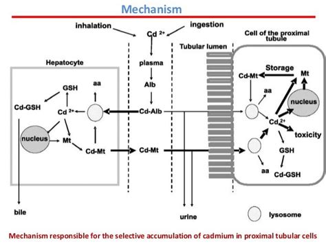 Cadmium Toxicity