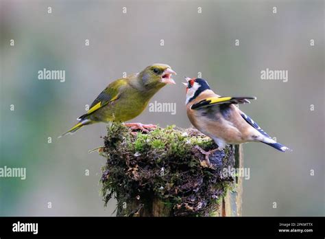 Greenfinch Chloris Chloris And Goldfinch Carduelis Carduelis