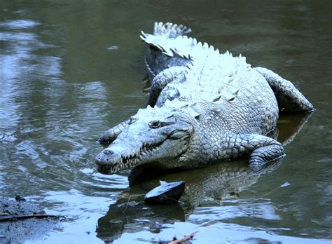 ANPP Animales y Plantas de Perú Cocodrilo de Tumbes Crocodylus acutus