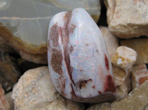 Opal Mussell Opalised Sea Shell