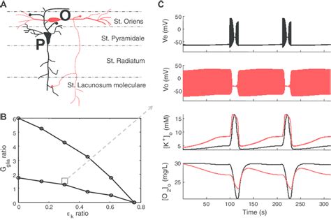 interplay between pyramidal cell and inhibitory interneuron a