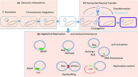 Summary Of Key Plasmid Properties Including Interaction With The