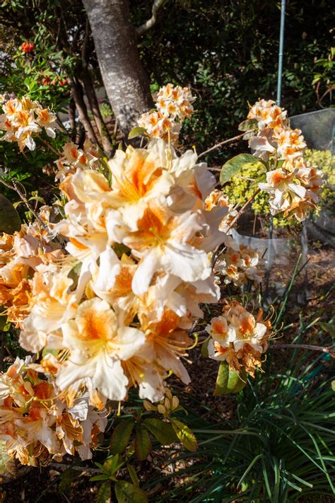 Wsmag Net Rhododendron Dream Featured The Garden June 26 2023