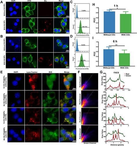 cellular uptake of nanoparticles and low ph activated lysosomal escape