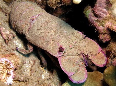 Blunt Slipper Lobster Scyllarides Squammosus Slipper Lobsters