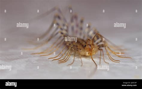 House Centipede Fotos Und Bildmaterial In Hoher Auflösung Alamy