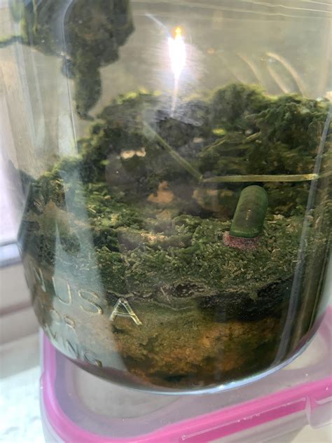 I Have Had This Ecosphere Closed For Around A Year And These Little