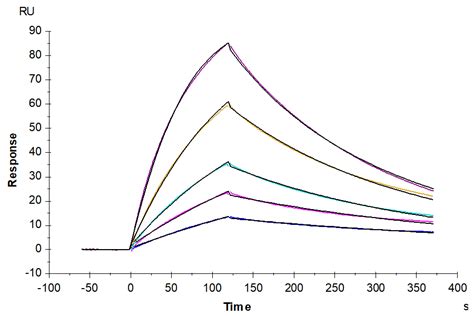 Mouse Beta Klotho Protein Klb Mm101 Kactus