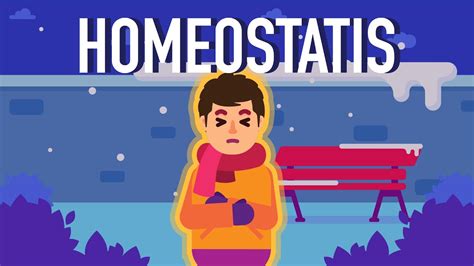 Homeostasis Definition Anatomy