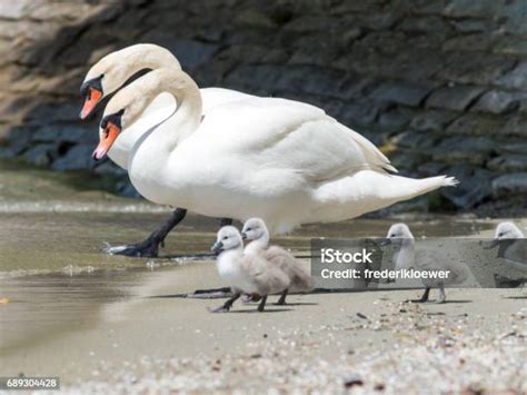 콘스탄스 호수에서 백조 가족입니다 고 슬링 어머니 백조와 작은 여자 강에 대한 스톡 사진 및 기타 이미지 강 거위 새끼 거위 새 Istock