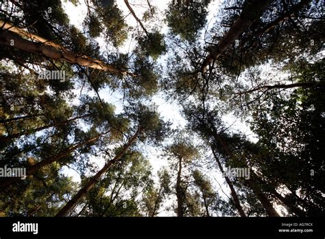 Tree Canopy Hi Res Stock Photography And Images Alamy