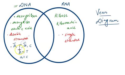 SOLVED Use A Venn Diagram To Compare And Contrast A Strand Of DNA And
