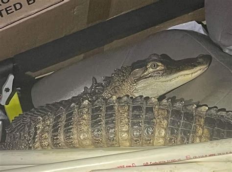 Alligator Wasnt Driving During Car Chase Michigan Police Say