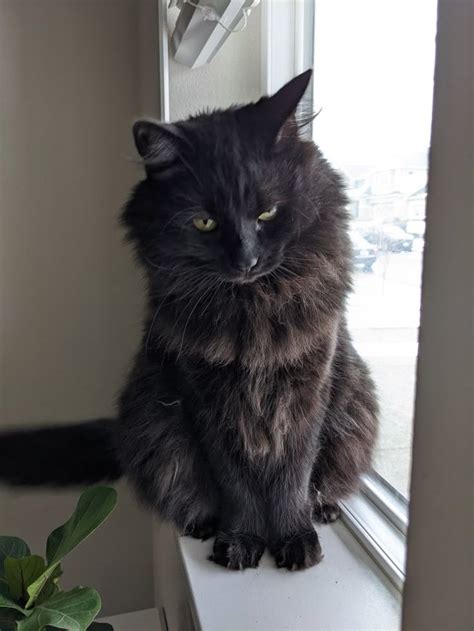 Adorable Black Cat Sitting On A Window Sill