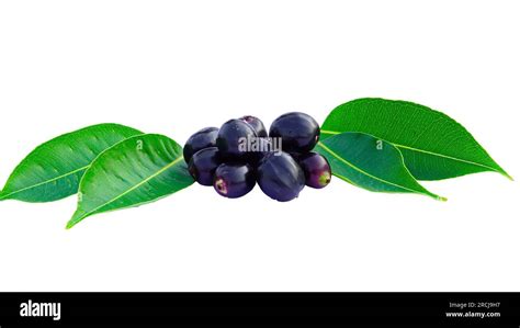 Jambolan Plum Java Plum Or Syzygium Cumini Isolate On White Background