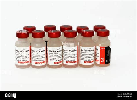Cairo Egypt December 17 2022 Rabis Vaccine Killed Virus For Use Of