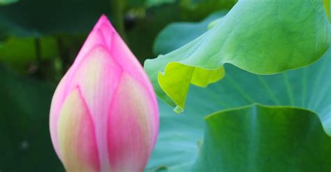 有关nelumbo Nucifera 充滿活力 反射 和平的 和諧 園藝 增長 夏天 天 天性 寧靜 工厂 平静