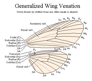 Coplot S Drawing Objects For Technical Drawings Like Genetic Maps