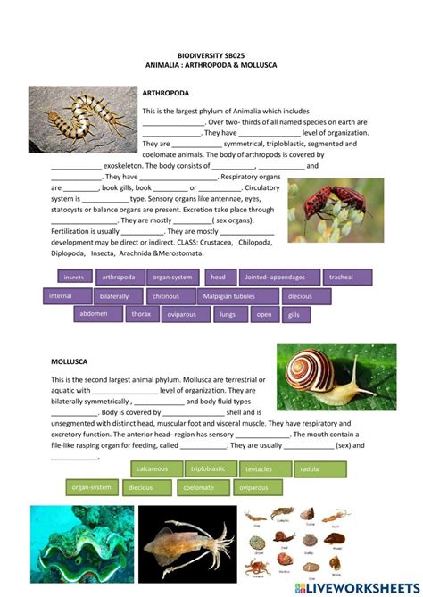 Animalia Arthropoda And Mollusca 707517 Nashimah
