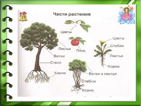 Картинки части растений для детей 1 класса (35 картинок) 🔥