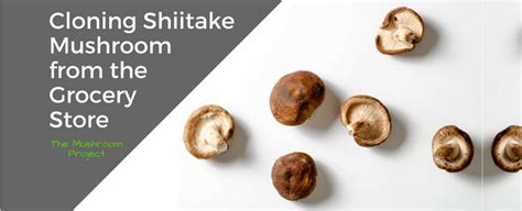 Pda Agar Recipe Mushrooms All Recipes Popular