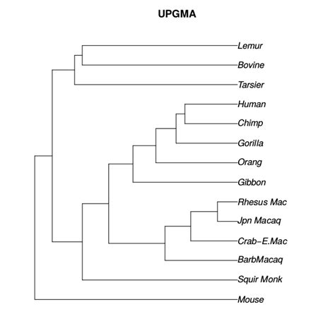 Phylogenetics How Do I Estimate Branch Length Of A Maximum Parsimony