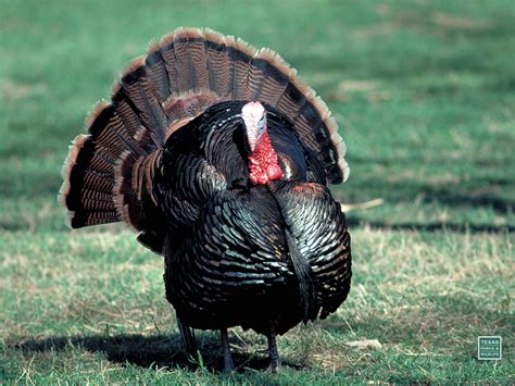 Wild Turkey Wallpaper Hd Infoupdate Org