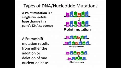 Genetic Mutation I In Bangla Point Mutation Frameshifttriplet Repeat I Chromosomal