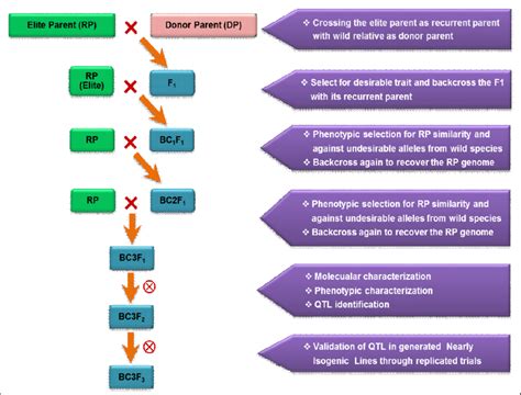 General Strategy For Advanced Backcross Qtl Analysis Download