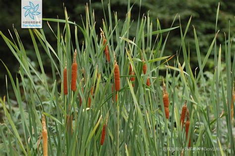 香蒲 Typha Orientalis