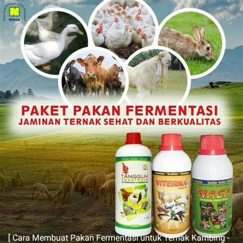 Ternak Sapi Dengan Pakan Fermentasi Tenak Sapi Blog