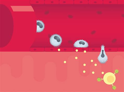 Cell Migration Assay Applications Research
