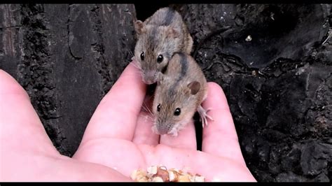 Мышиная семья у меня на ладони / The mouse family is in the palm of my ...