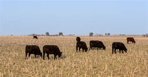 Grazing Corn Residue 4 Factors To Consider