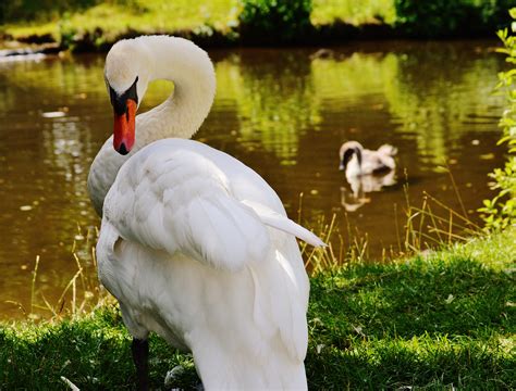 Free Images Nature White Wildlife Reflection Beak Feather Fauna