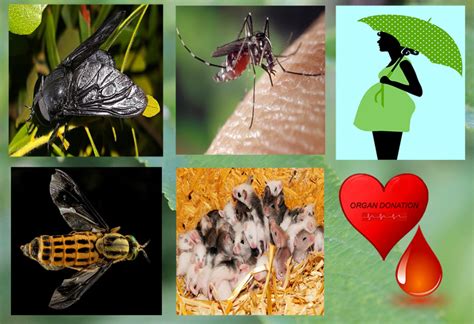 Various Transmission Methods Of Borreliosis Lyme Lyme Australia