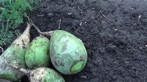 Обрезка редьки, репы и дайкона перед хранением