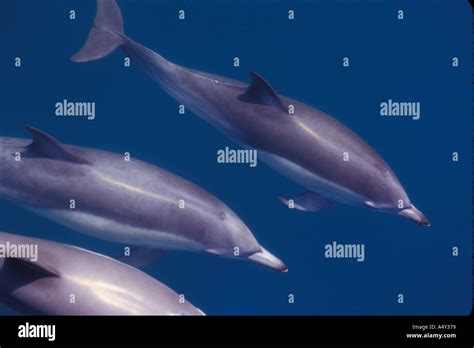 Long Beaked Common Dolphin Delphinus Capensis Baja California Mexico