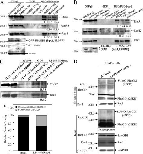 XIAP RING Domain Played An Important Role In Inhibiting Rho GTPase