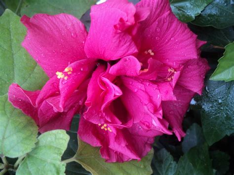 Hibiscus Trandafir Chinezesc Trandafir Japonez Cu Floare Involta