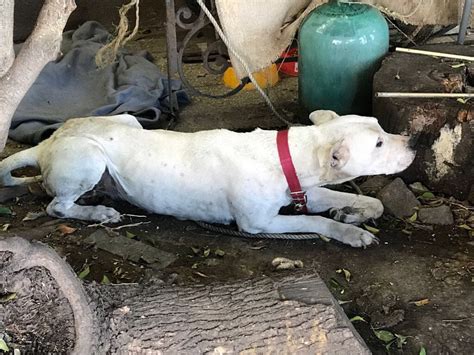 Ciudad De Buenos Aires La Justicia Investiga A La Dueña De Un Perro