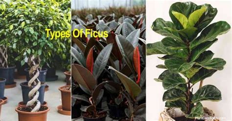 Top Types Of Ficus Trees For The Home And Garden