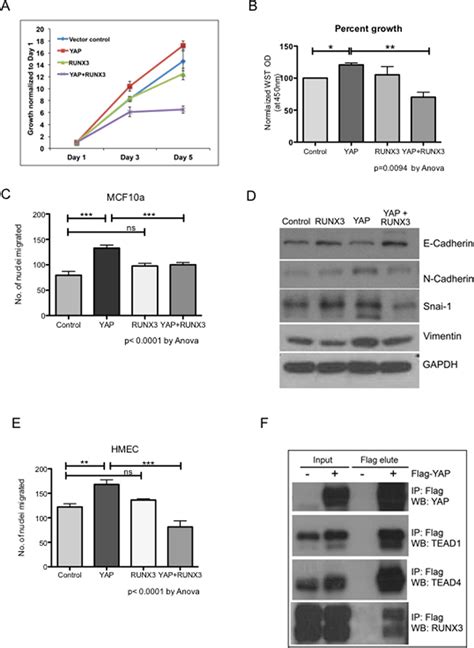 Runx1 And Runx3 Protect Against Yap Mediated Emt Stem Ness And Shorter
