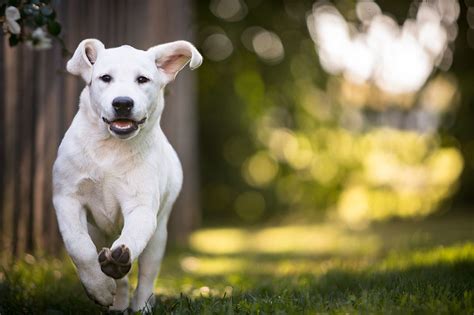 Leveraging the benefits of biotics | Pet Food Processing