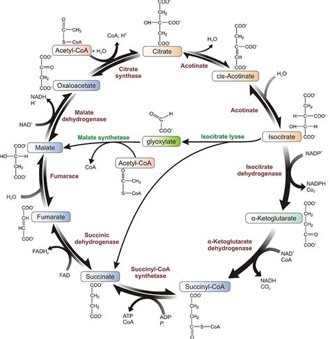 Citric Acid Cycle
