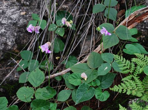 文件 Vigna Vexillata 01  多识植物百科
