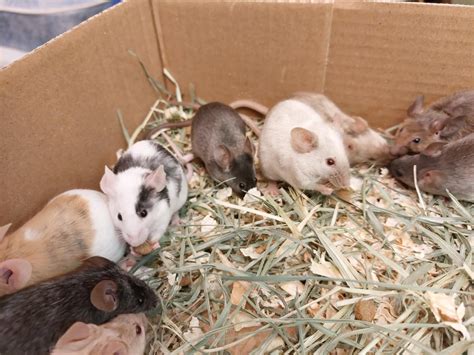 Favorite Mouse Phenotype R Fancymicehusbandry