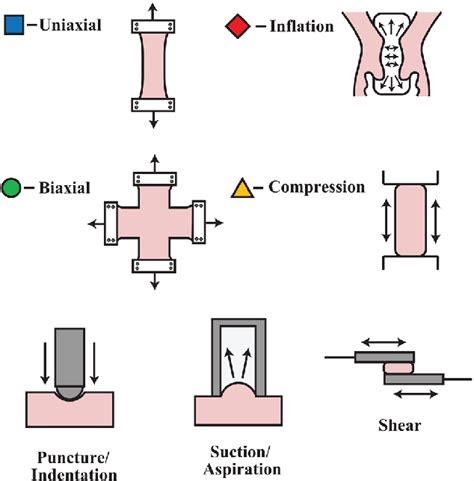 Figure From Mechanical Properties Of Female Reproductive Organs And Supporting Connective